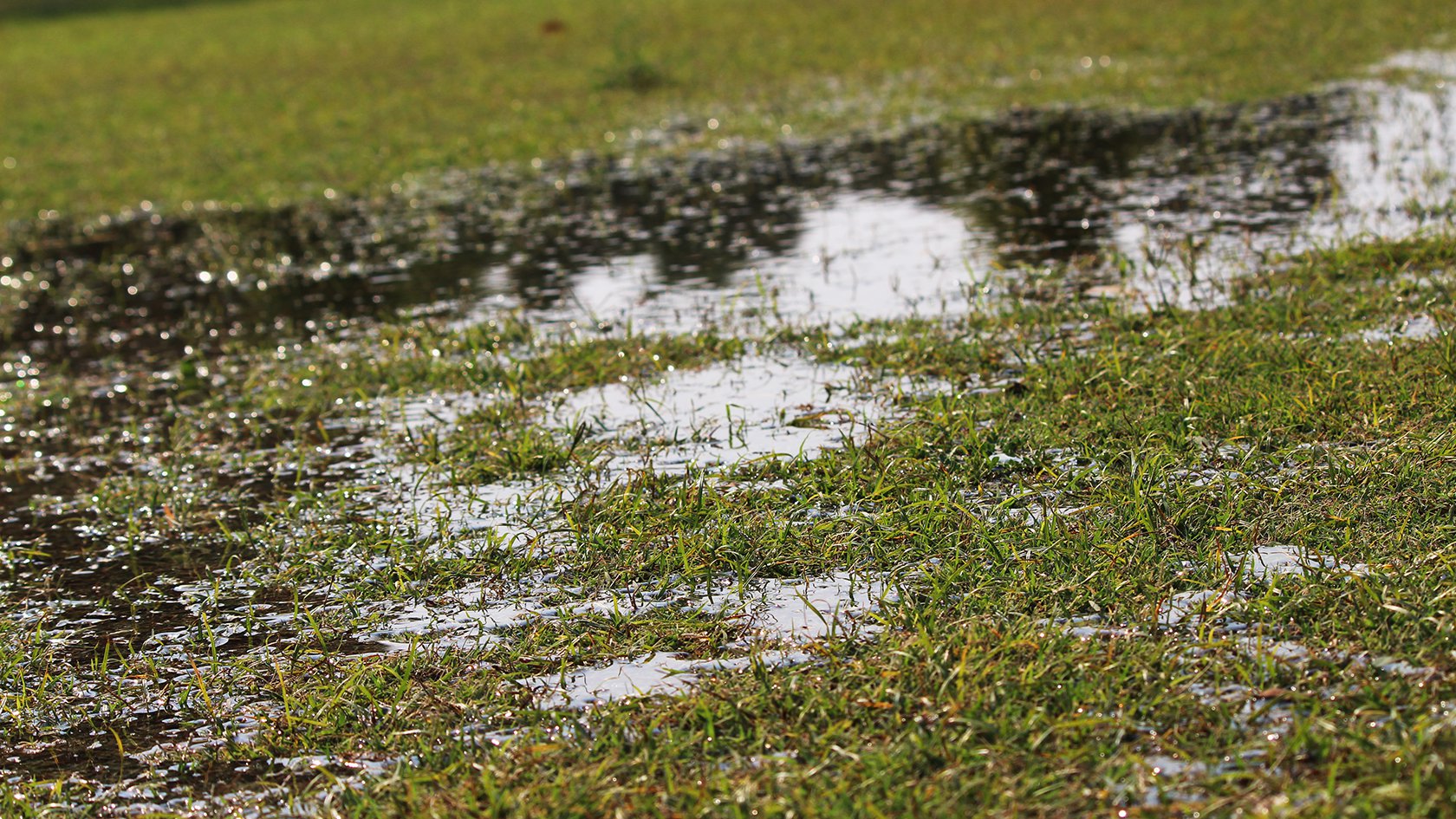 Signs Of Overwatering Grass 10 Signs Of Overwatering Your Lawn